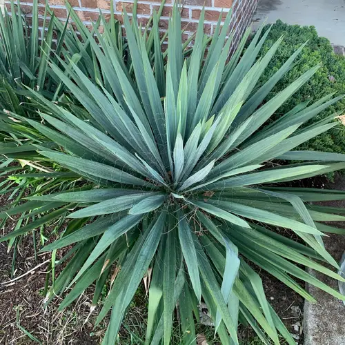 Yucca filamentosa 'Excalibur' - PictureThis
