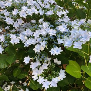 How to Grow and Care for Bigleaf hydrangea 'Sumida No Hanabi'