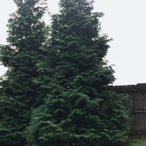 Arborvitaes - Thuja (Taxonomy, Characteristics, Distribution, Images)