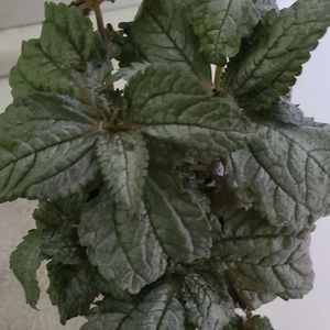 Cómo cultivar y cuidar una Chichicastle