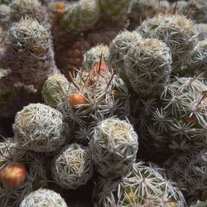 How to Grow and Care for Foxtail cactus