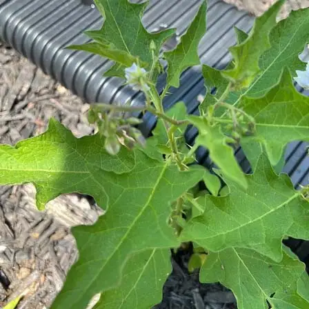 Cutleaf nightshade (Solanum triflorum) Flower, Leaf, Care, Uses ...