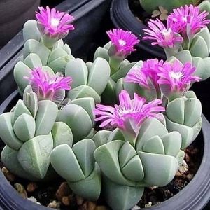 How to Grow and Care for Hunchback