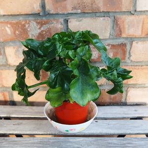 How to Grow and Care for Tree philodendron 'Super Atom'