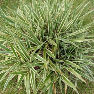 How to Grow and Care for Variegated flax lily