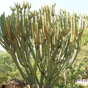 Cómo cultivar y cuidar una Candelabro