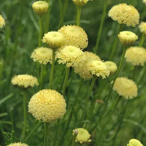 How to Prune Green santolina