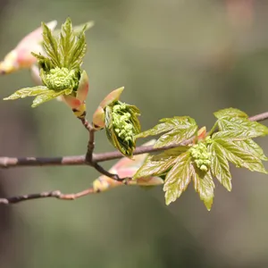 How to Propagate Balkan maple