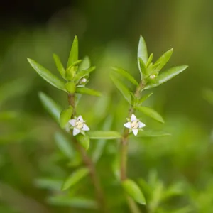 How to Propagate Swamp stonecrop