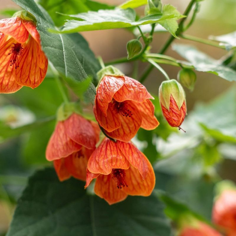 Why is Your Abutilon × hybridum Suffering?