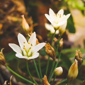 How to Grow and Care for Fragrant false garlic