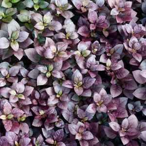 Alternanthera brasiliana 'Purple Prince' - PictureThis