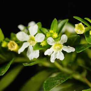 Cómo cultivar y cuidar una Cuphea hyssopifolia 'Alba'