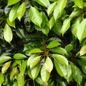 How to Grow and Care for Elaeocarpus