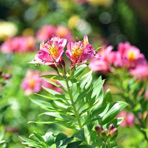 How to Grow and Care for Alstroemeria hybrida