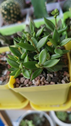 Cómo cultivar y cuidar una Villadia Texana