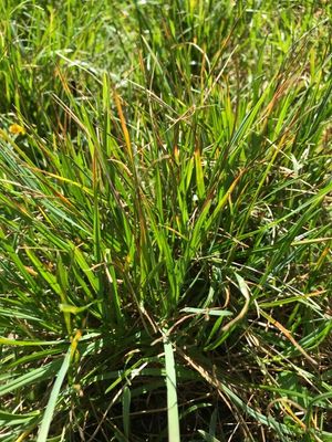 How to Grow and Care for Broad-leaved meadow grass