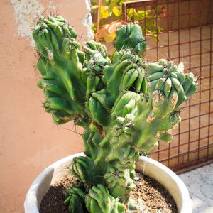 Cómo cultivar y cuidar una Cereus repandus 'Monstrosa'