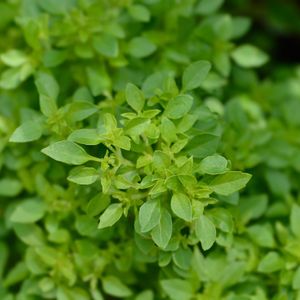 Como Cultivar e Cuidar de Ocimum minimum