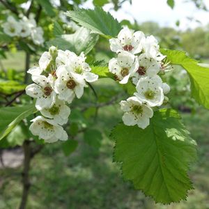 How to Grow and Care for Quebec hawthorn