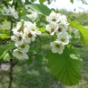 How to Propagate Quebec hawthorn