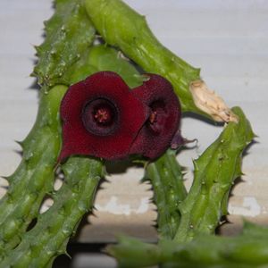 Cómo cultivar y cuidar una Ojo de dragón africano