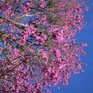 Lapacho negro (Handroanthus heptaphyllus) - PictureThis