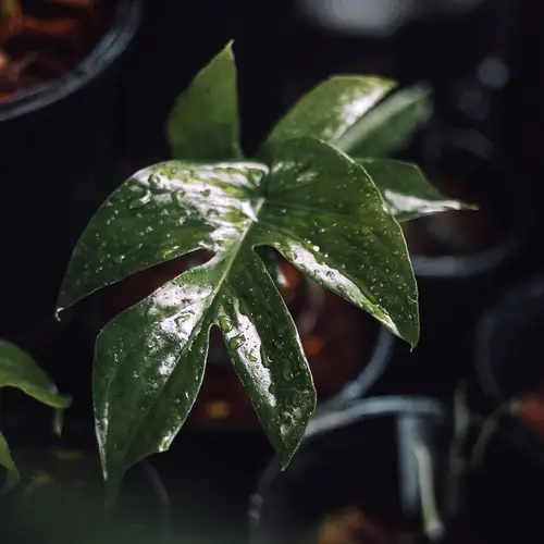 Spiderman monstera (Amydrium medium) Flower, Leaf, Care, Uses - PictureThis