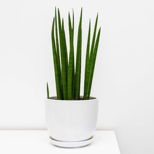 How to Grow and Care for Sansevieria bacularis 'Mikado'