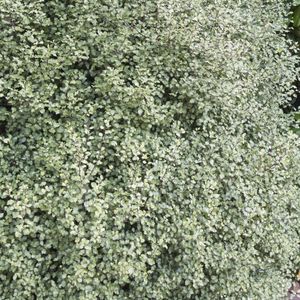 How To Grow And Care For Silver Sheen Pittosporum