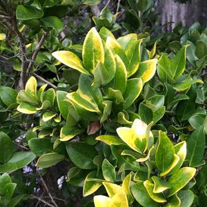 Howardi ligustrum (Ligustrum japonicum 'Howardii') - PictureThis