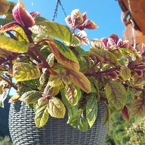 Cómo cultivar y cuidar una Dólar variegado