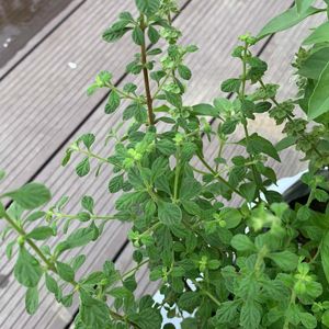 How to Grow and Care for Lippia