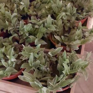 How to Grow and Care for Giant white inch plant