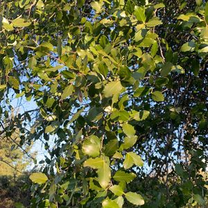 Cómo cultivar y cuidar una Quillay