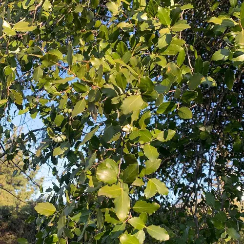 Quillay (Quillaja saponaria) - PictureThis