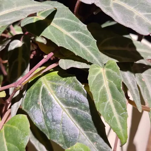 Cissus amazonica - PictureThis