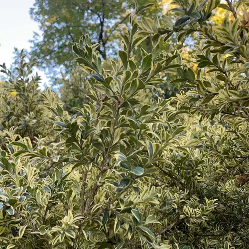 Boj común (Buxus sempervirens 'Variegata') - PictureThis