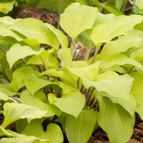 Hosta 'Fire Island' - PictureThis