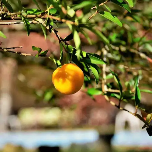 Uvaia (Eugenia pyriformis) - PictureThis