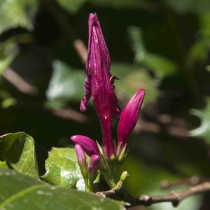How to Grow and Care for Graptophyllum