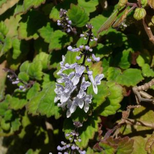 How to Grow and Care for Bonsai mint