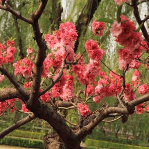 Duraznero de flor (Prunus persica 'Duplex') - PictureThis