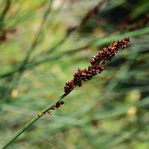 How to Grow and Care for Cape thatching reed