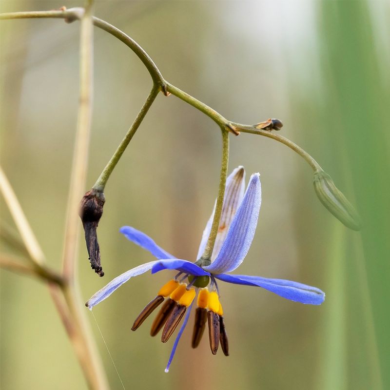 How Can Blueberry lily Enhance Your Garden Landscape?