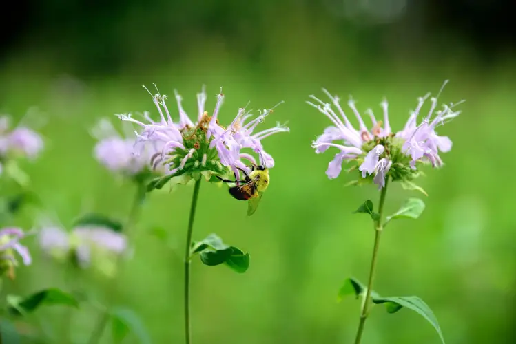 How to Plant and Grow Wild bergamot(Monarda fistulosa)