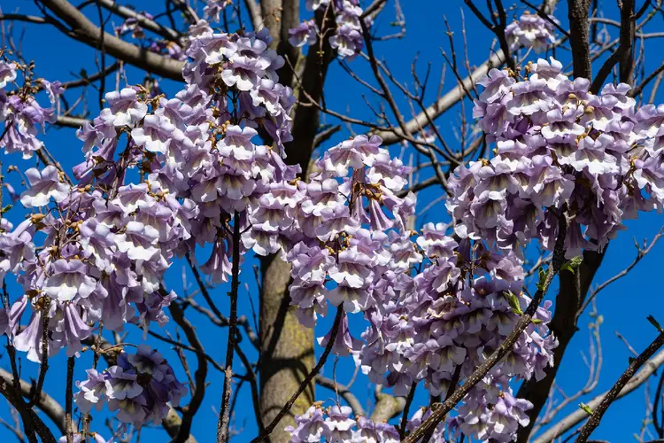 How to Plant and Grow Empress tree(Paulownia tomentosa)