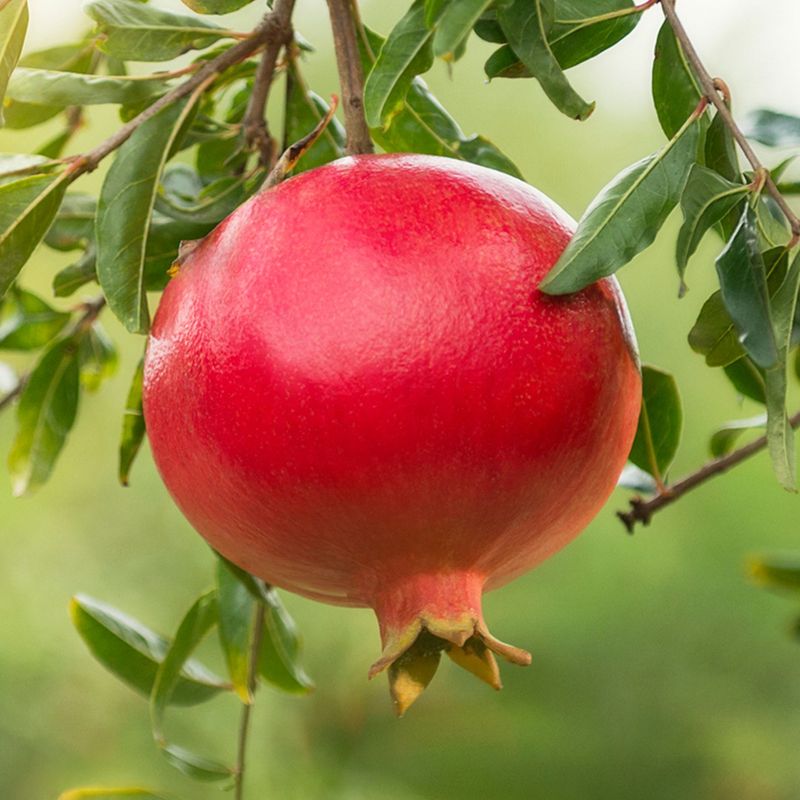 What Are the Common Problems with Pomegranate Plants?