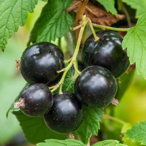 Cassis - Ribes nigrum (Cuidado, Características, Flor, Imagens, Comestível)