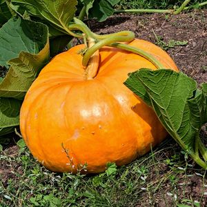 Calabaza - Cucurbita maxima (Cuidado, Características, Simbolismo ...